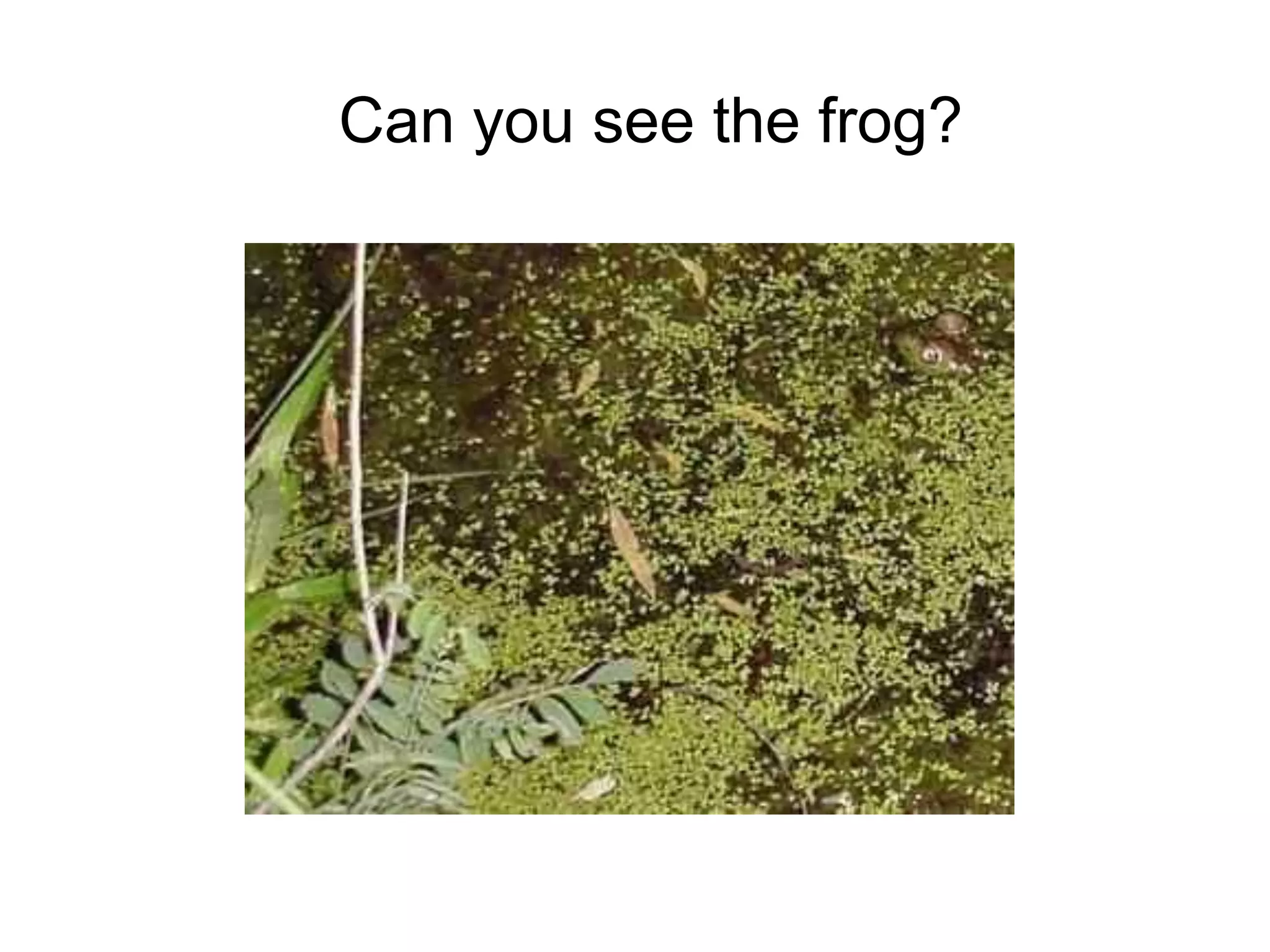 Camouflage and Mimicry | PPTX