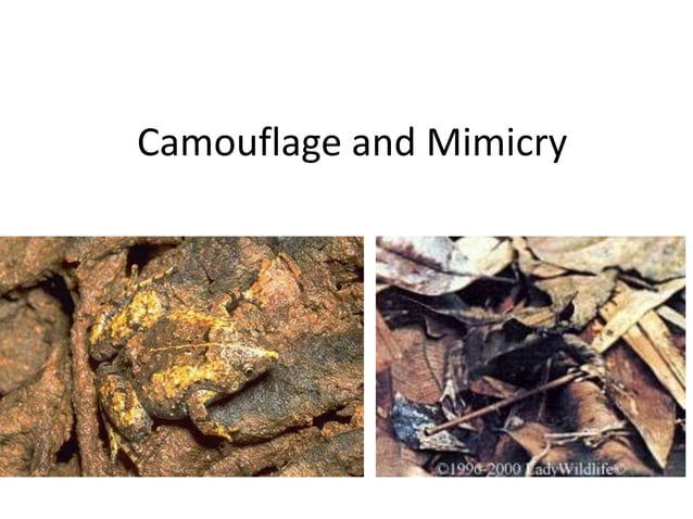 Camouflage and Mimicry | PPTX | Reptiles | Pets