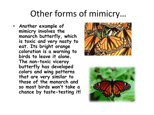 Camouflage and Mimicry | PPTX | Reptiles | Pets