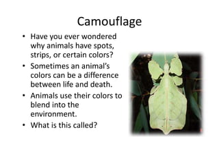 Camouflage and Mimicry | PPTX