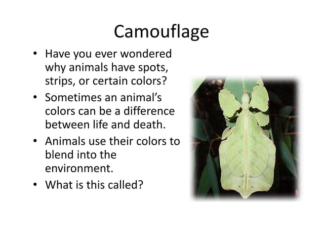 Camouflage and Mimicry | PPTX | Reptiles | Pets