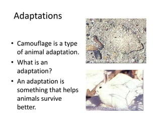 Camouflage and Mimicry | PPTX