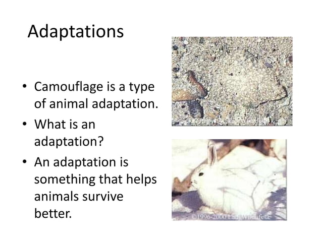 Camouflage and Mimicry | PPTX | Reptiles | Pets