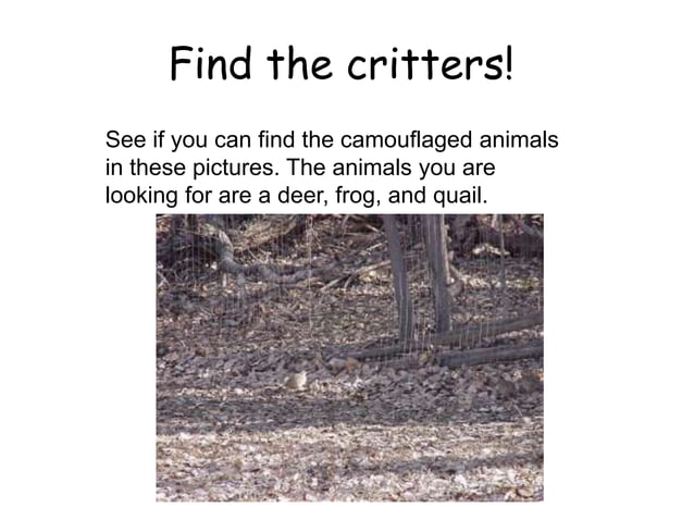 Camouflage and Mimicry | PPTX | Reptiles | Pets