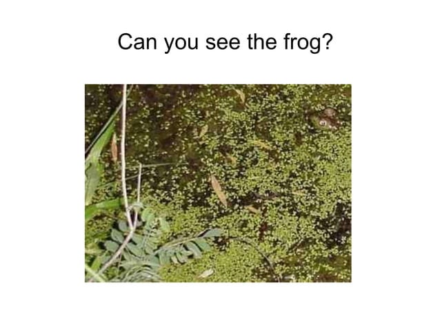 Camouflage and Mimicry | PPTX | Reptiles | Pets