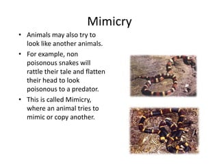 Camouflage and Mimicry | PPTX