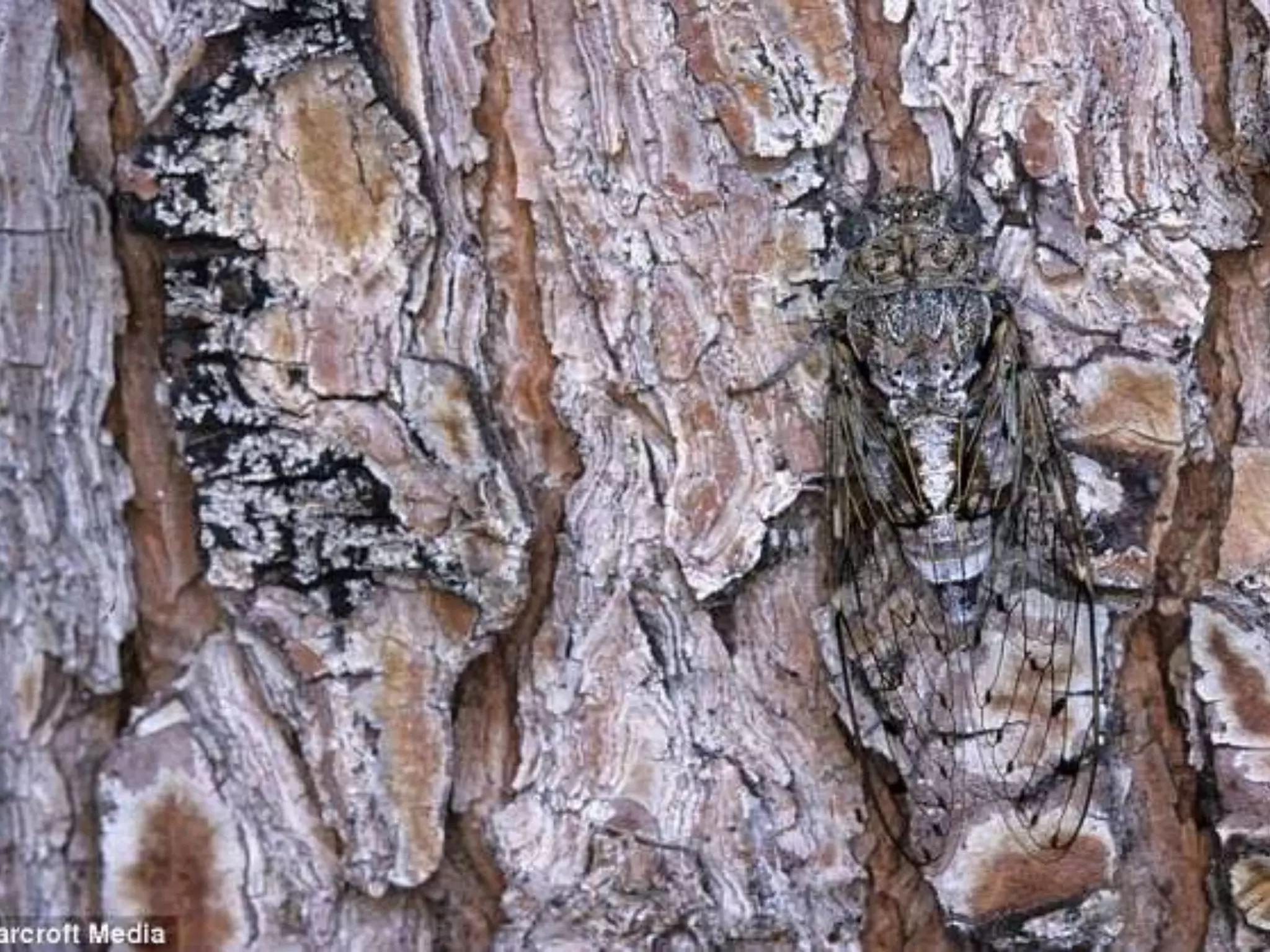 Camouflage and mimicry evolution power point | PPTX