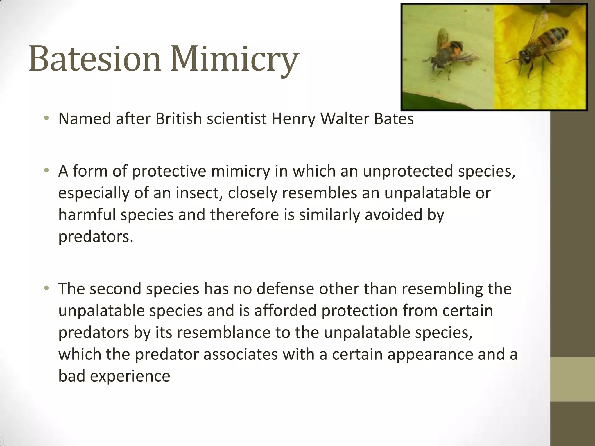 Camouflage and mimicry evolution power point | PPTX