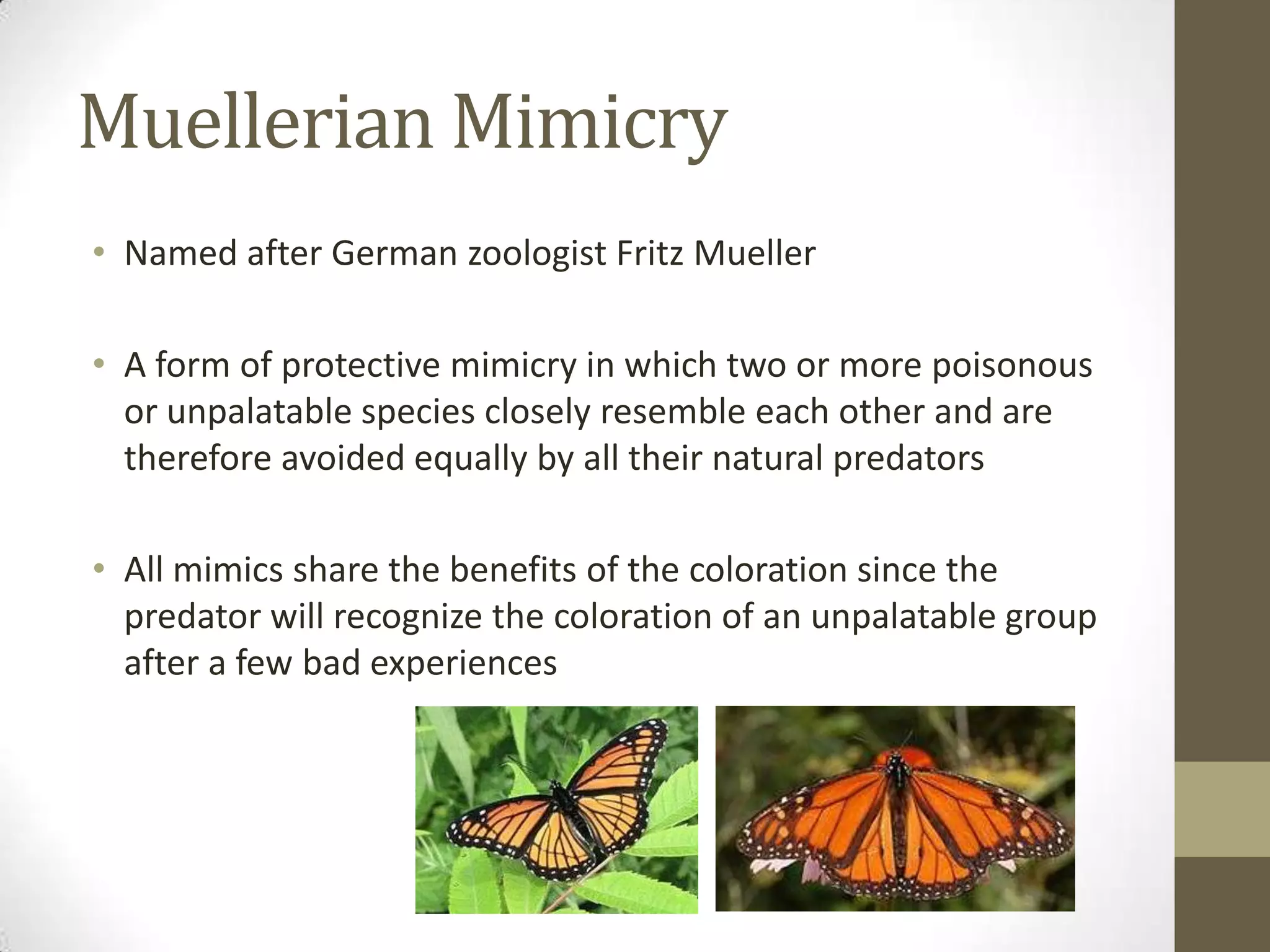 Camouflage and mimicry evolution power point | PPTX
