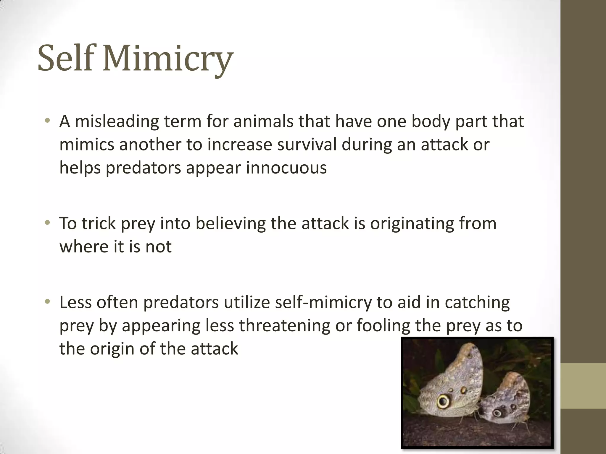 Camouflage and mimicry evolution power point | PPTX