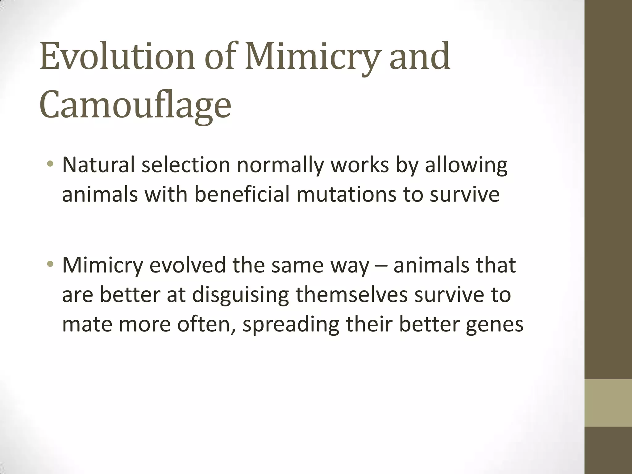 Camouflage and mimicry evolution power point | PPTX