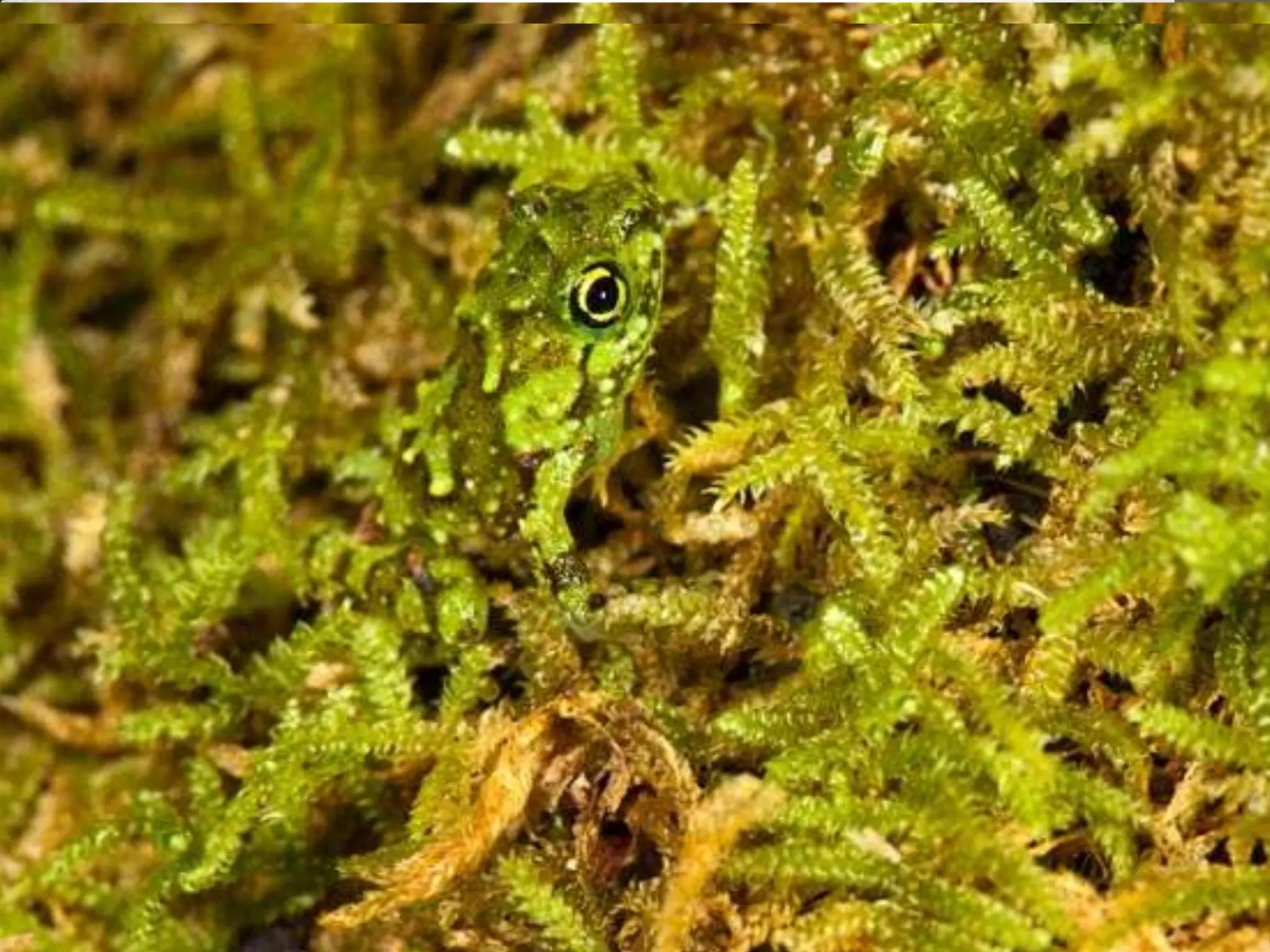 Camouflage and mimicry evolution power point | PPTX