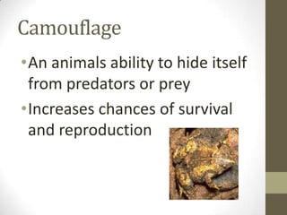 Camouflage and mimicry evolution power point | PPTX