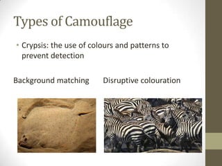 Camouflage and mimicry evolution power point | PPTX