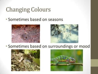 Camouflage and mimicry evolution power point | PPTX