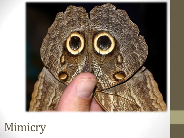 Camouflage and mimicry evolution power point | PPTX | Genetics | Science