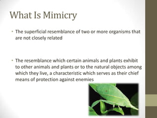Camouflage and mimicry evolution power point | PPTX