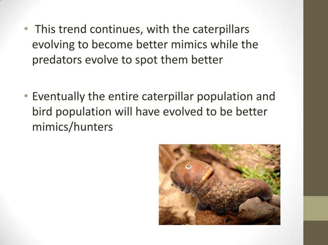 Camouflage and mimicry evolution power point | PPTX | Genetics | Science