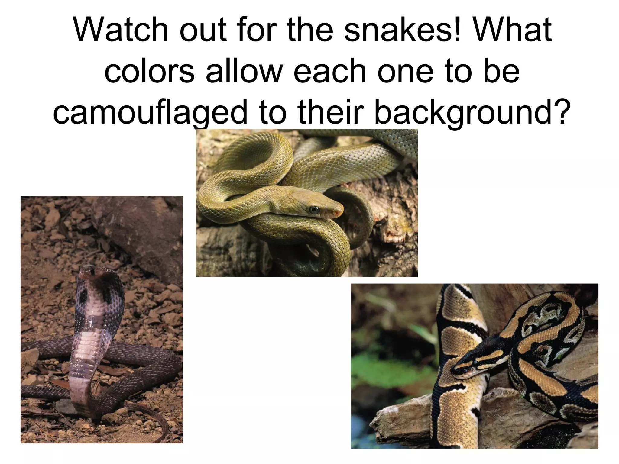 Camouflaged animals | PPT