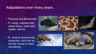 Camouflage natrual selection | PPTX