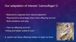 Camouflage natrual selection | PPTX