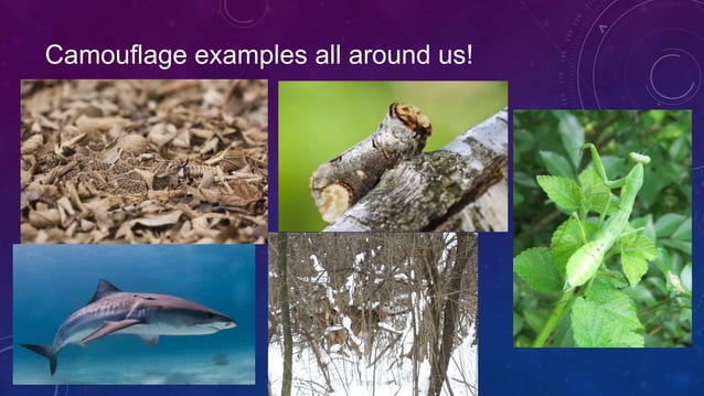 Camouflage natrual selection | PPTX | Genetics | Science