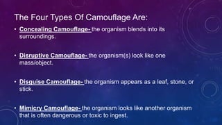 Camouflage natrual selection | PPTX