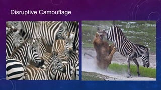Camouflage natrual selection | PPTX