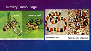 Camouflage natrual selection | PPTX