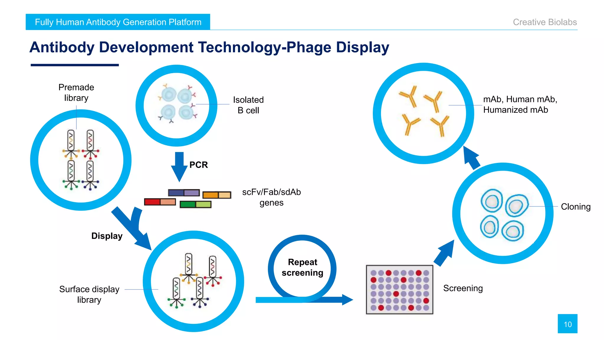 Creative Biolabs-CAMouse™-Fully Human Antibody Generation Platform | PPT