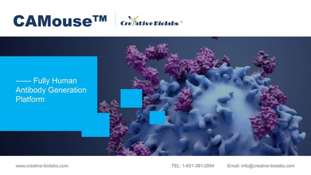 Creative Biolabs-CAMouse™-Fully Human Antibody Generation Platform | PPT