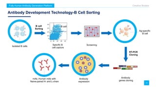 Creative Biolabs-CAMouse™-Fully Human Antibody Generation Platform | PPT