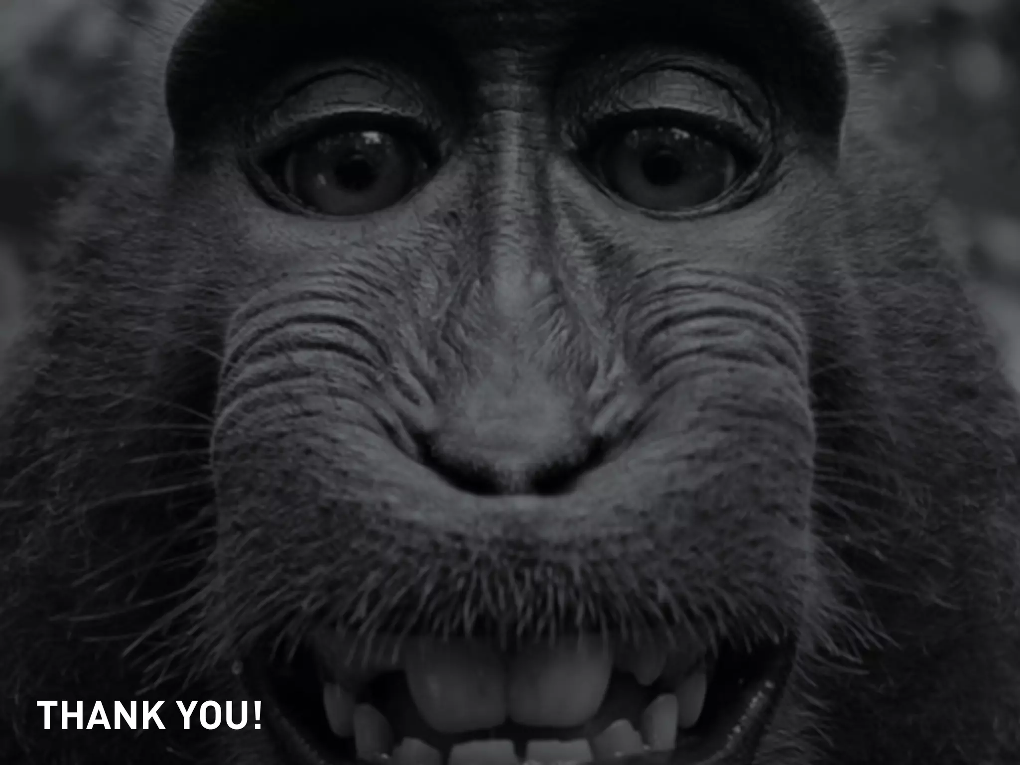 Primate Presents: Gordon McLachlan talks digital campaigns | Primate Presents | PPT