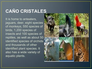 CAMPAING ABOUT CAÑO CRISTALdcdcdddd.pptx