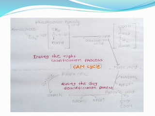 Cam pathway | PPTX | Chemistry | Science