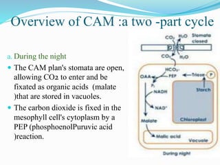 Cam pathway | PPTX | Chemistry | Science