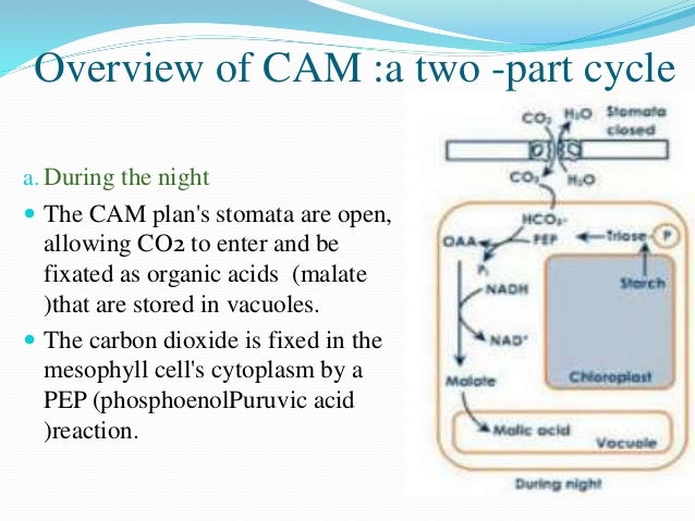Cam pathway