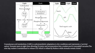 Crassulecean Acid Metabolism pathway | PPTX