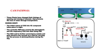 Crassulacean Acid Metabolism (CAM) pathway.pptx