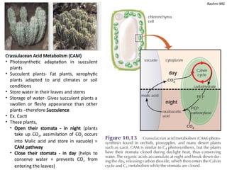 CAM pathway in plants (unique pathway found in Xerophytes).pptx