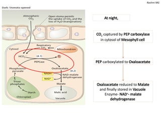 CAM pathway in plants (unique pathway found in Xerophytes).pptx