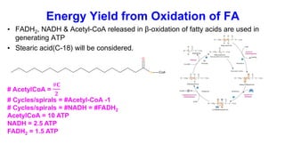 Lipid Metabolism-2 | PDF
