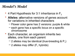 Campbell Biology Ch 14 - Mendel Inheritance.pptx
