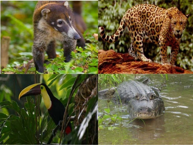26 Ideas De Flora Y Fauna De Campeche Animales De La Selva Del Desierto ...