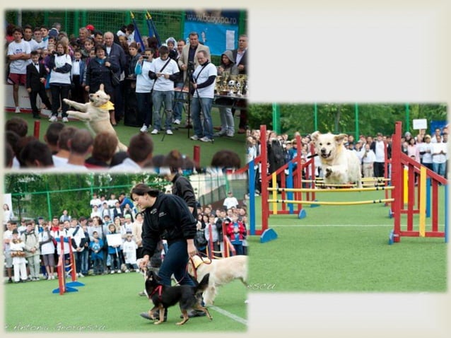 Campioni speciali | PPT