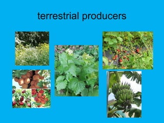 Camp keep vocabulary food chain | PPT