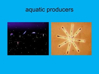 Camp keep vocabulary food chain | PPT