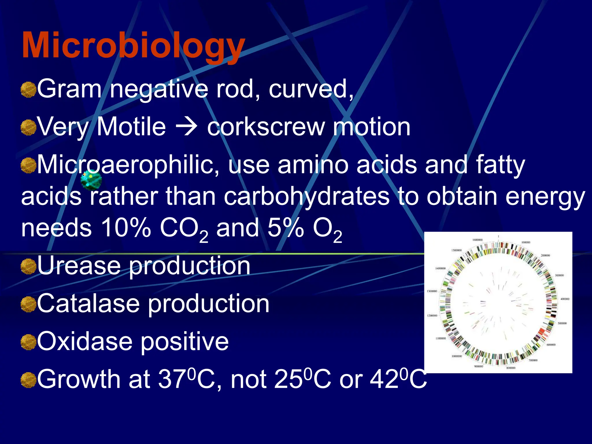 campylobacter-120501094621-222phpapp02.ppt
