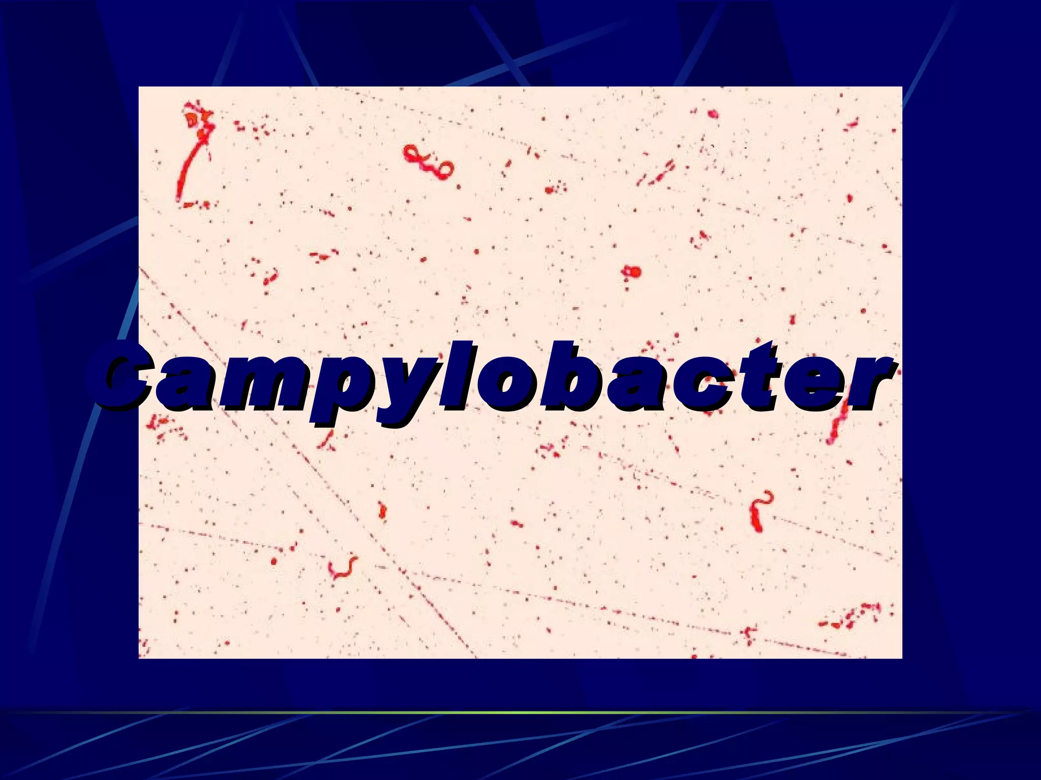 Campylobacter | PPT