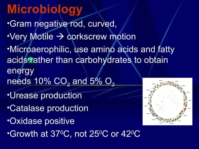 Campylobacter | PPT | Digestive Disorders | Diseases and Conditions